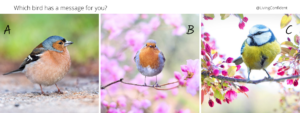 Bird Messages for You | Intuition | Living Confident