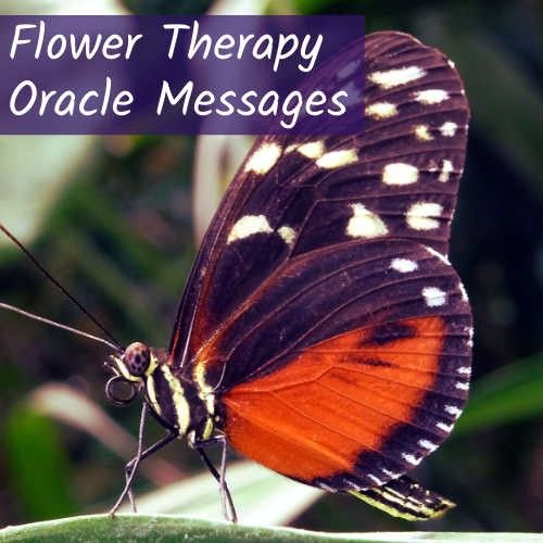 Butterflies with a Flower Therapy Oracle Message | Inner Guidance